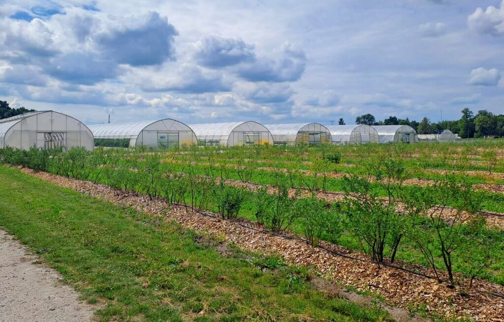 Fidan yetiştiriciliği Божий Дар, Brestskaya oblastı, foto