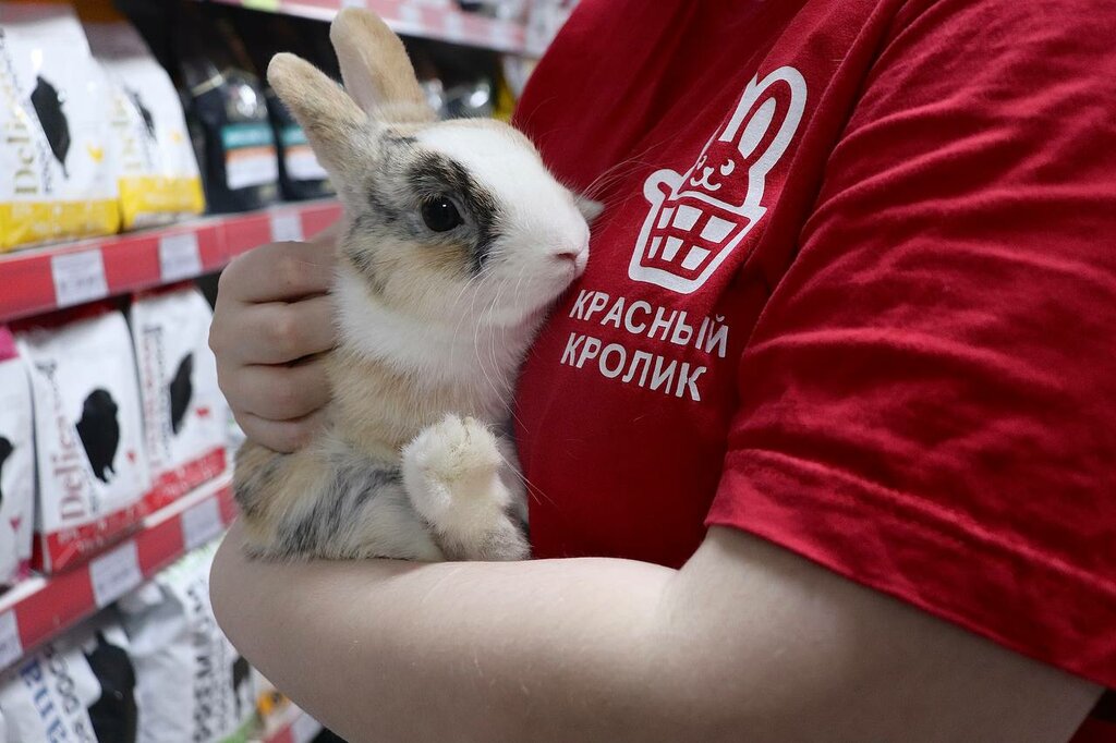 Petshop Красный кролик, Novosibirskaya oblastı, foto