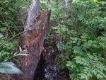 Spring, stream (Krasnodar Territory, Kavkazskiy rayon, Kropotkin), pınar, çay  Kropotkin'den
