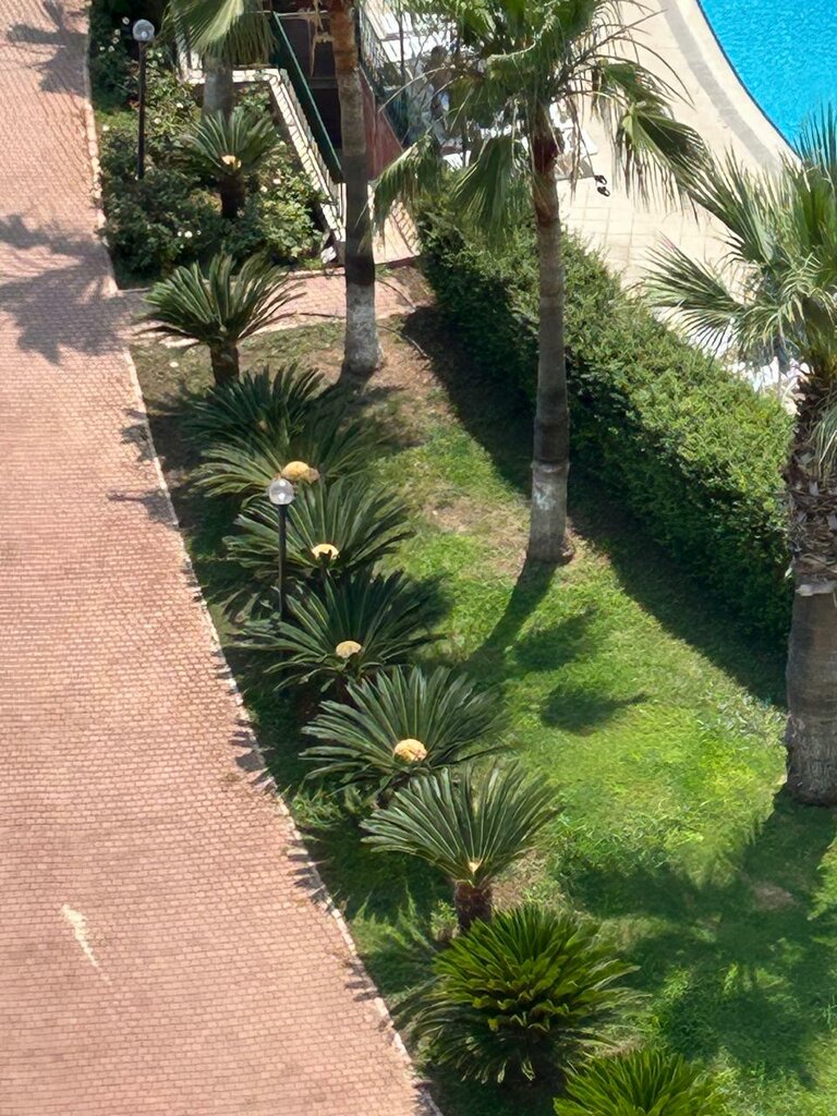 Plaj Sunflowers Plaj, Erdemli, foto