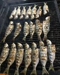 Kuzey Balık Pişiricisi (İstanbul, Bağcılar, Göztepe Mah., Batışehir Cad., 2), restoran  İstanbul'dan