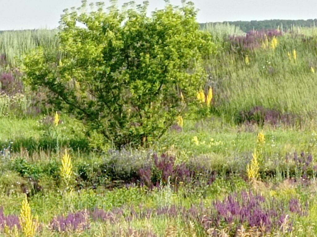 At ve binicilik kulüpleri Конный клуб, Lipetskaya oblastı, foto