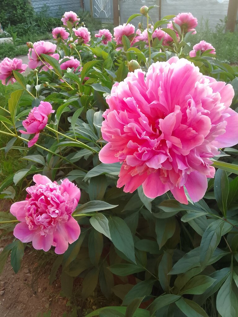Anaokulları Nursery-garden № 3 Elochka, Oral (Uralsk), foto