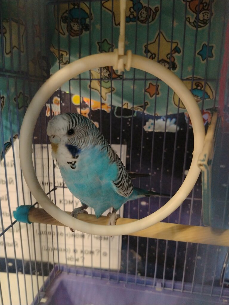 Petshop Гламурный пёс, Muravlenko, foto