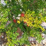 İn Kemer (Antalya, Kemer, Merkez Mah., Deniz Cad., 29B), seyahat acenteleri  Kemer'den
