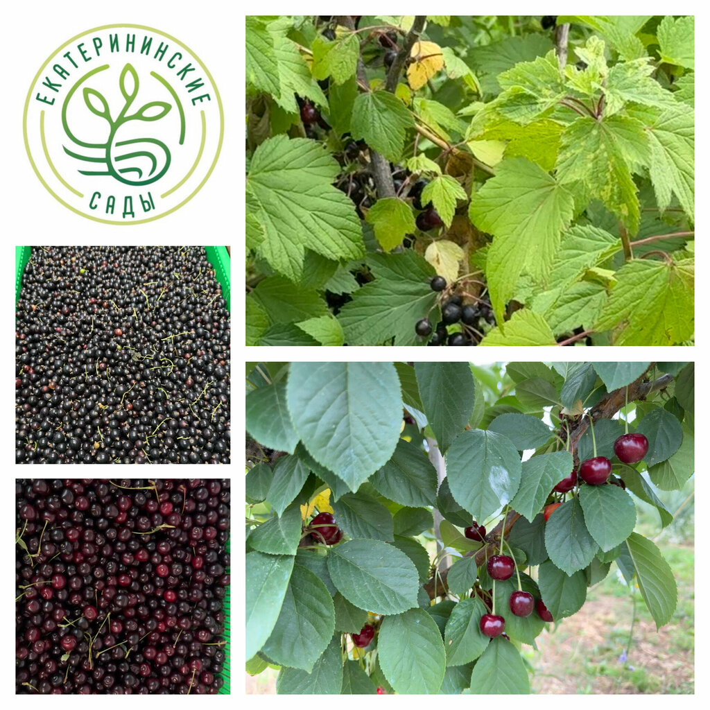 Tarım firmaları Екатерининские сады, Moskova ve Moskovskaya oblastı, foto