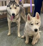 Белый Клык (Akademicheskaya ploshchad No:3), veteriner klinikleri  Troitsk'ten