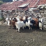 Eskişehir Adaklık Kurbanlık Adakçı Onur (Eskişehir, Odunpazarı, Gündoğdu Mah., Güngörmüşler Sok., 16), hayvancılık  Eskişehir'den