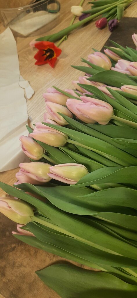 Seracılık Cveti Dubravi, Brianskaya oblastı, foto