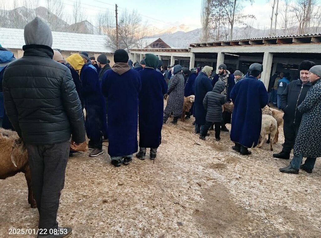 Çiftlik hayvanı pazarı Молбозори деҳаи Моғиён, Suğd (Sogd) ili, foto