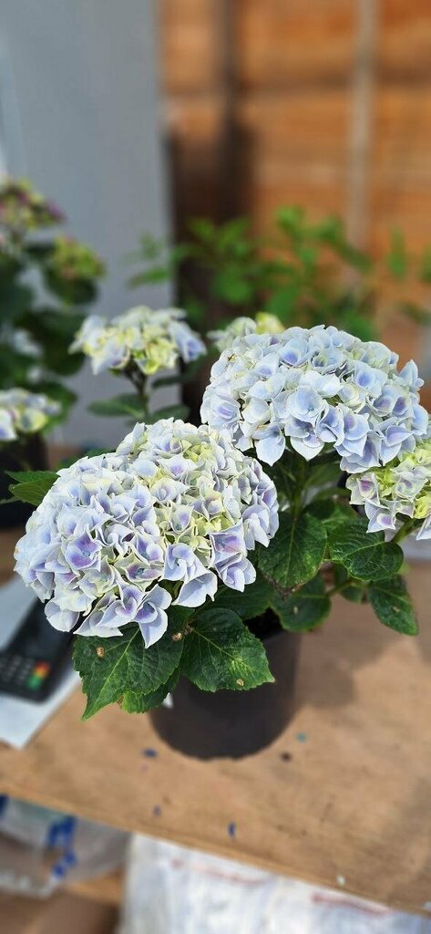 Fidan yetiştiriciliği Sad Yantar, Tataristan, foto