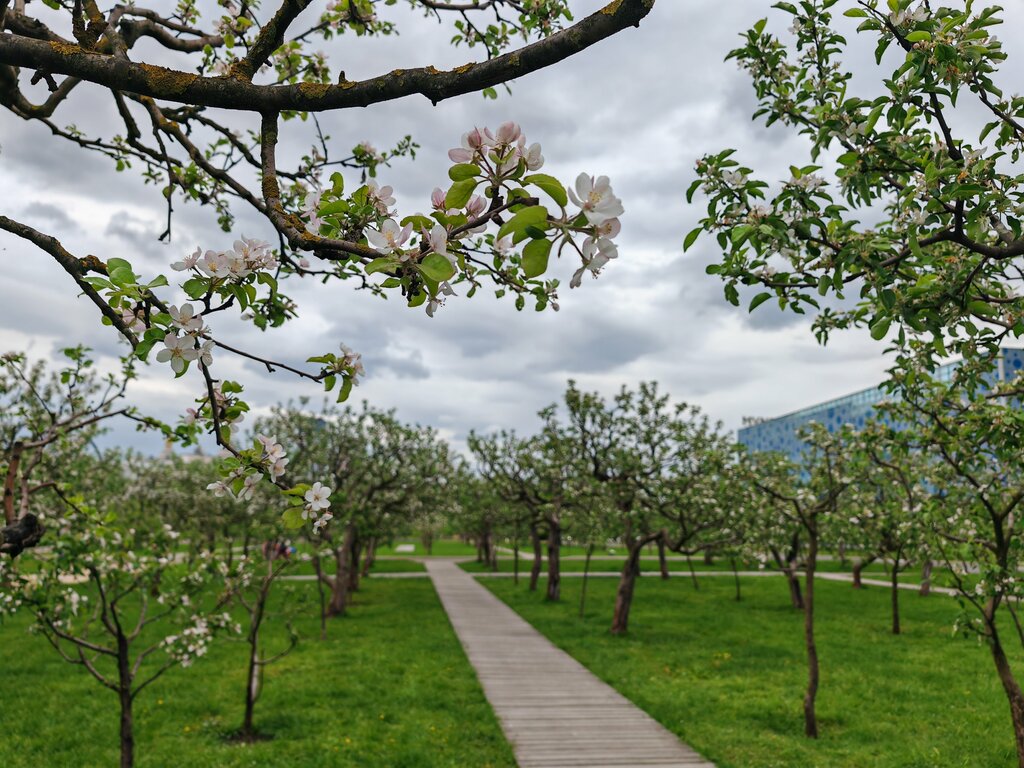 Kültür ve eğlence parkları Michurinskiy Orchard, Moskova, foto