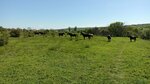 Spring, stream (Autonomous Republic of Crimea, Kirovskiy rayon, Pervomaiska silska rada), pınar, çay  Kırım Cumhuriyeti'nden