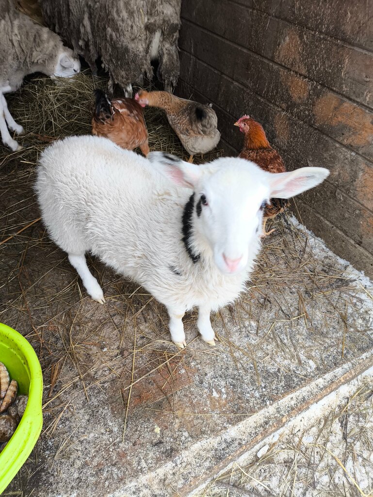 Hayvancılık КФХ Баранья ферма, Moskova ve Moskovskaya oblastı, foto