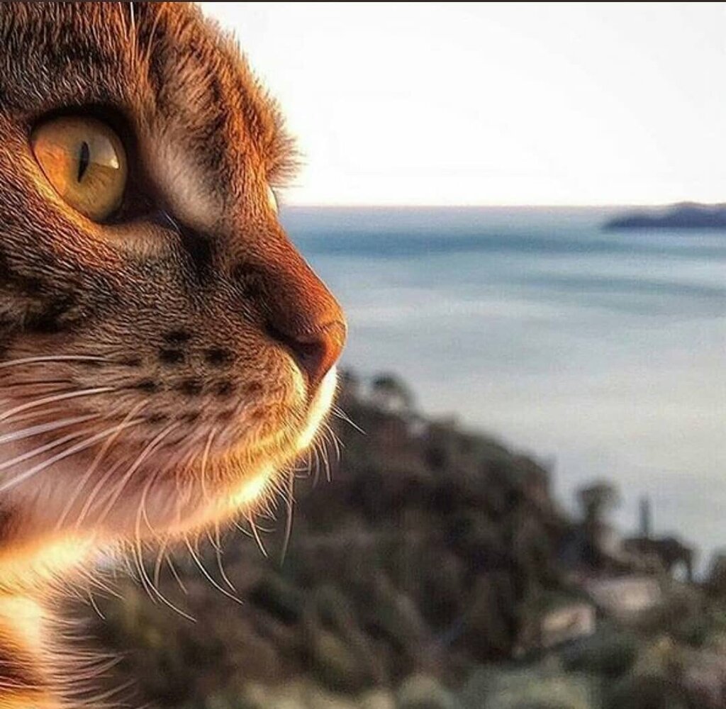 Veteriner klinikleri Anafartalar Veteriner Kliniği Vet. Hek. Tacettin Kurt, Ayvacık, foto