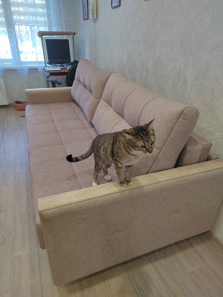 Koltuk takımı mağazaları Невский комфорт, Arhangelsk, foto