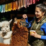 Lu-Lu alpaca (ulitsa Svobody No:28, derevnya Kosmakova), hayvancılık firmaları  Sverdlovskaya oblastından