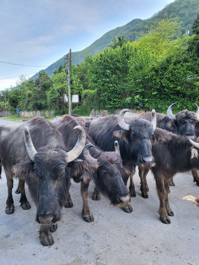 Mandıra Cheese factory, Gagra Bölgesi, foto