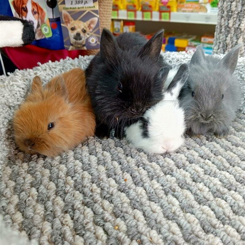 Petshop Zver'yo Moyo, Kirov, foto