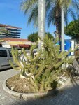Laguna Market (Antalya, Manavgat, Ilıca Mah., Sahil Cad.), market  Manavgat'tan