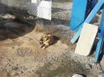 Karaman Belediyesi Hayvan Barınağı (Karaman, Karaman Merkez , Urgan Mah.), evcil hayvan yetiştiricileri  Karaman'dan
