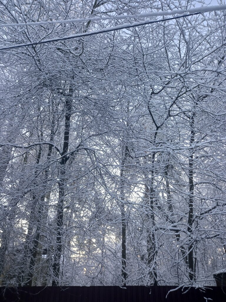 Orman урочище Николо-Сытино, Tulskaya oblastı, foto