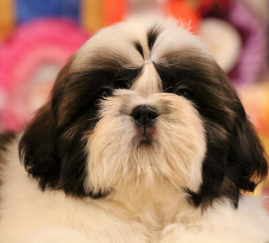 Evcil hayvan yetiştiricileri Chesvet Line, Balaşiha, foto