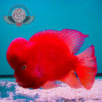 Flowerhorn Türkiye (Bilecik, Bozüyük, Kasımpaşa Mah., Necatibey Cad., 2), petshop  Bozüyük'ten