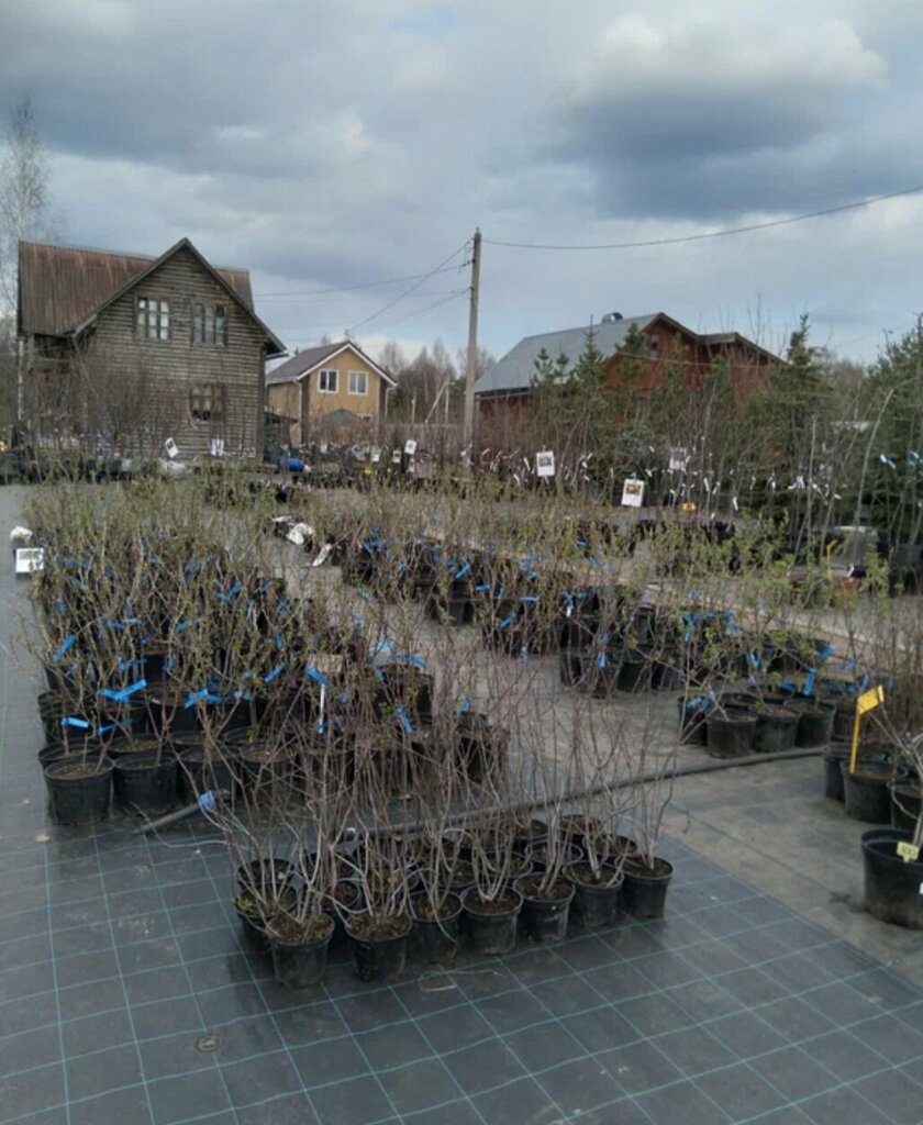 Fidan yetiştiriciliği Plant nursery Sobolek, Moskova ve Moskovskaya oblastı, foto