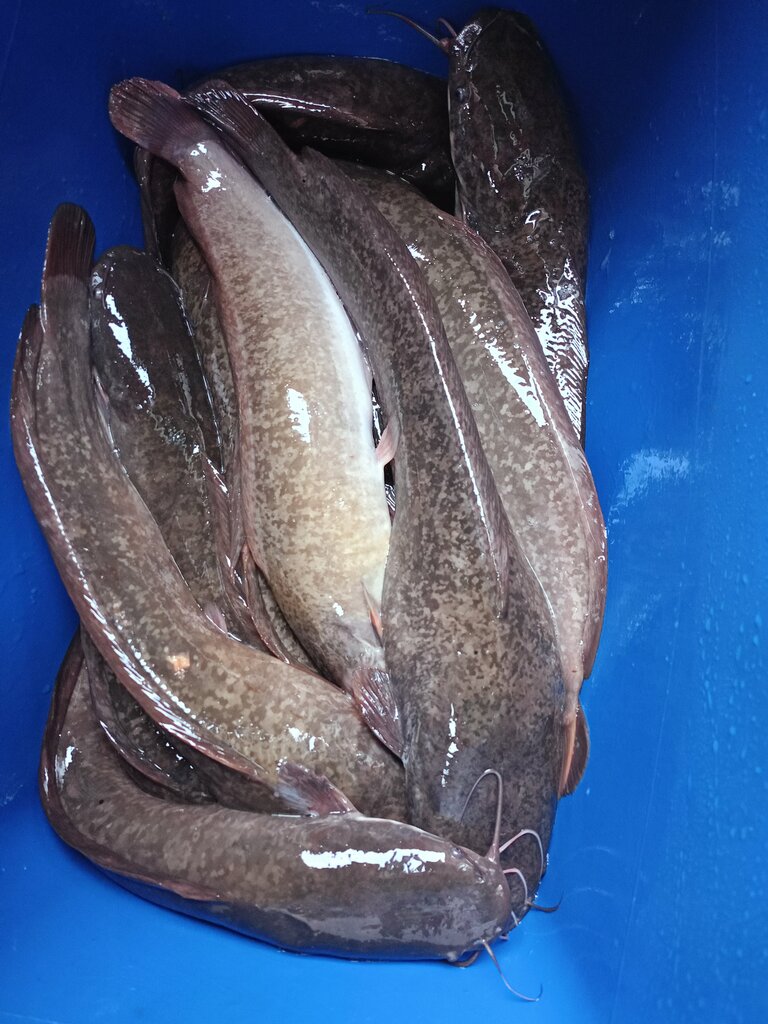 Balık ve deniz ürünleri Африканский сом, Karaçay‑Çerkez Cumhuriyeti, foto