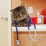 Зелёный кот (ulitsa Mikhaila Marchenko No:13, rabochiy posyolok Sverdlovskiy), veteriner klinikleri  Moskova ve Moskovskaya oblastından