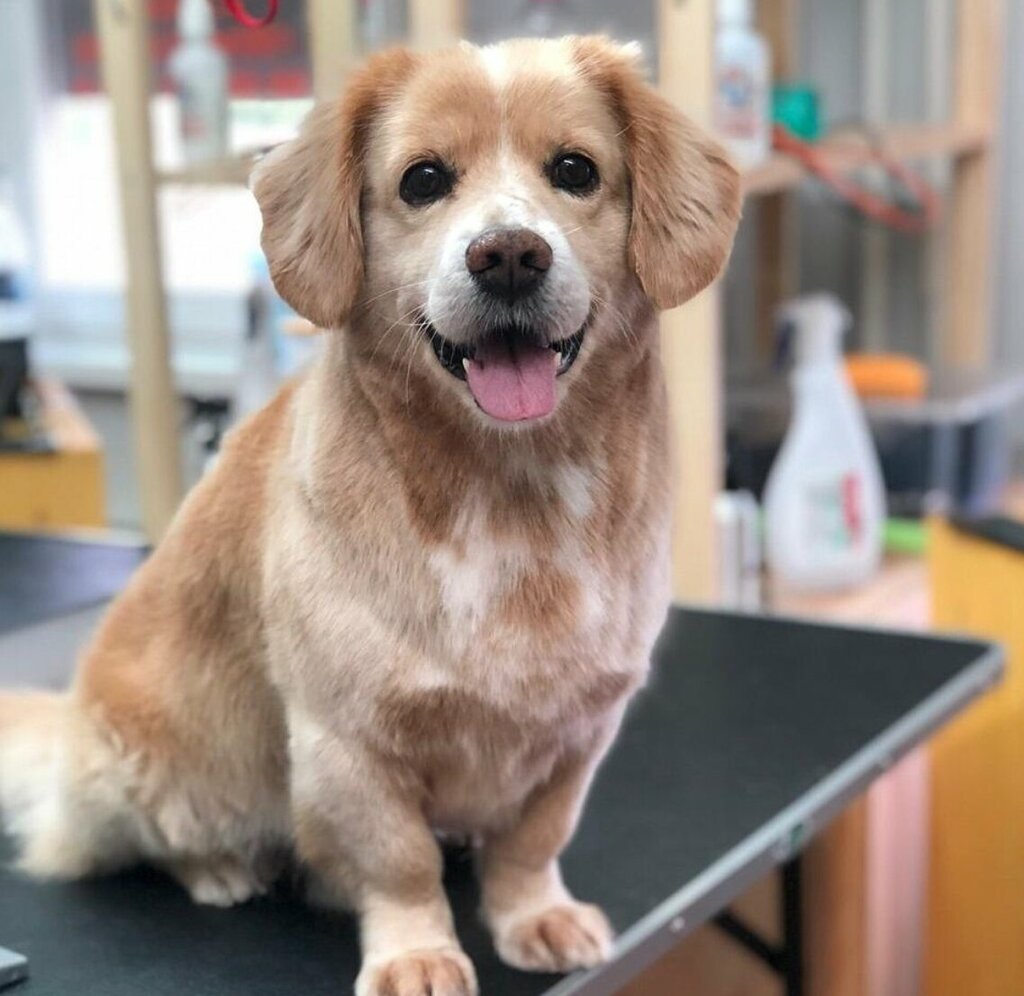 Evcil hayvan kuaförleri Zoosalon Dlya Koshek i Sobak, Krasnoyarsk, foto