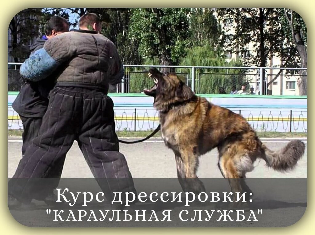 Köpek hizmeti Кинологическая служба, Nijnekamsk (Tüben Kama), foto