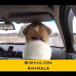 Бирюлёв Энималс (Istrinskaya Street No:10к1), hayvanların taşınması  Moskova'dan