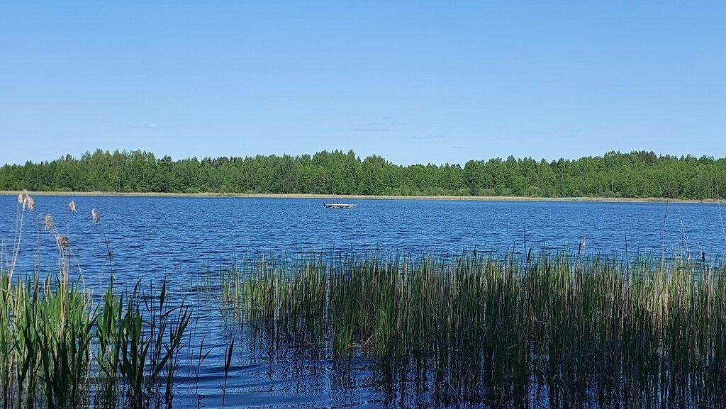 Turistik yerler Пешеходный экологический маршрут Большой Гребёл, Pskovskaya oblastı, foto