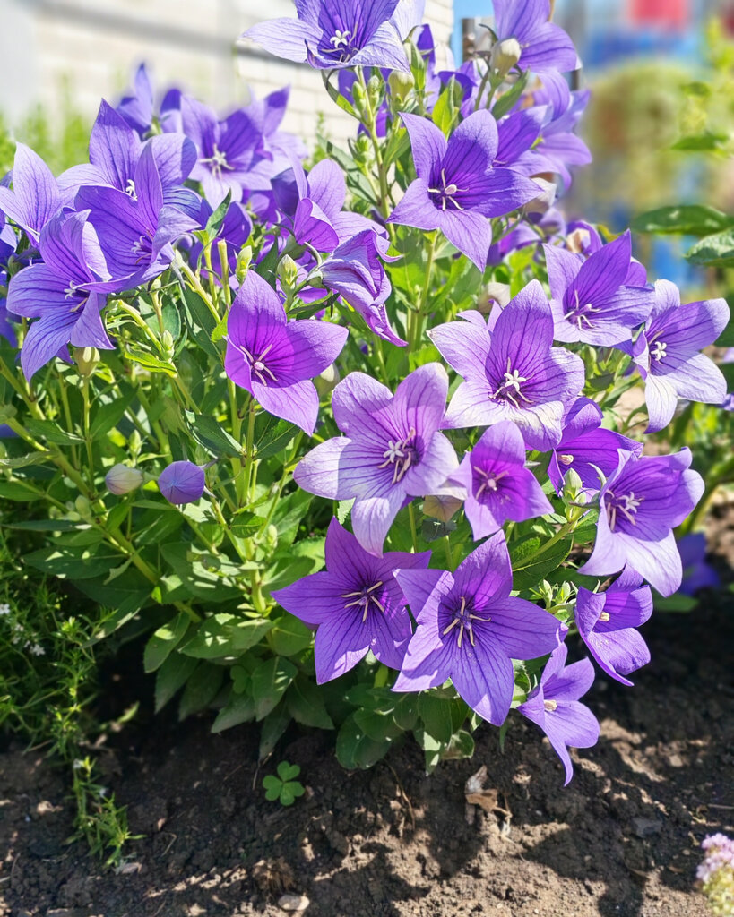 Fidan yetiştiriciliği Аллея шалфея, Aznakayevo (Aznakay), foto