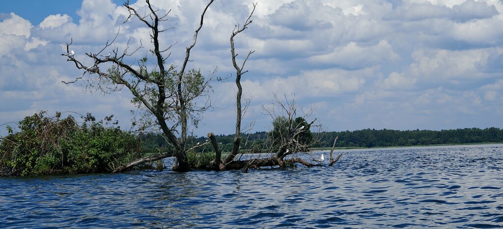 Doğa koruma alanı ООПТ Заборские острова, Tverskaya oblastı, foto