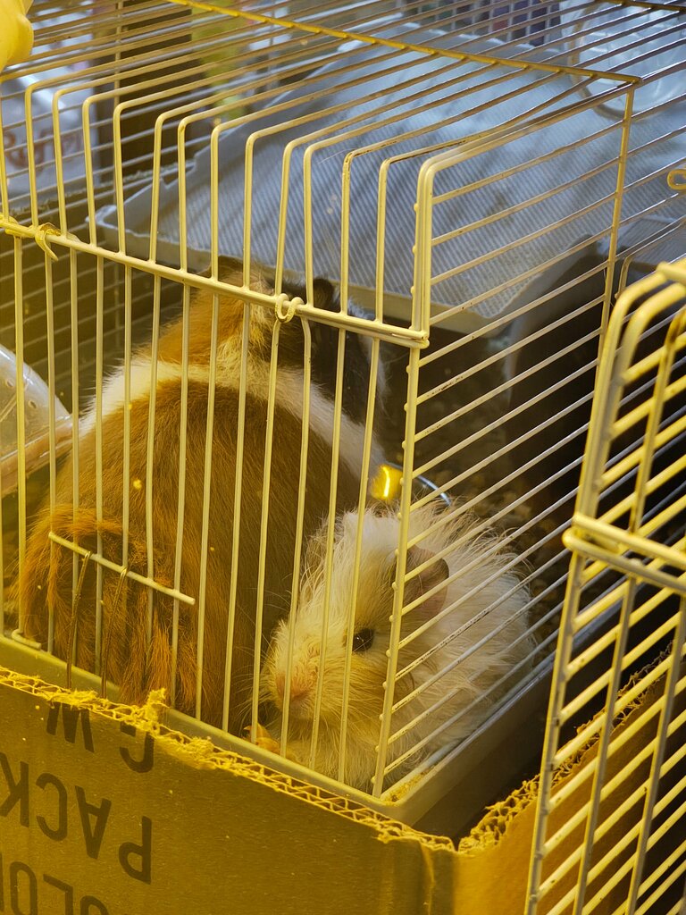 Petshop Pet Store Pluto, Batum, foto