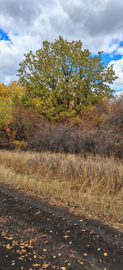 Orman Дубовый лес, Saratovskaya oblastı, foto