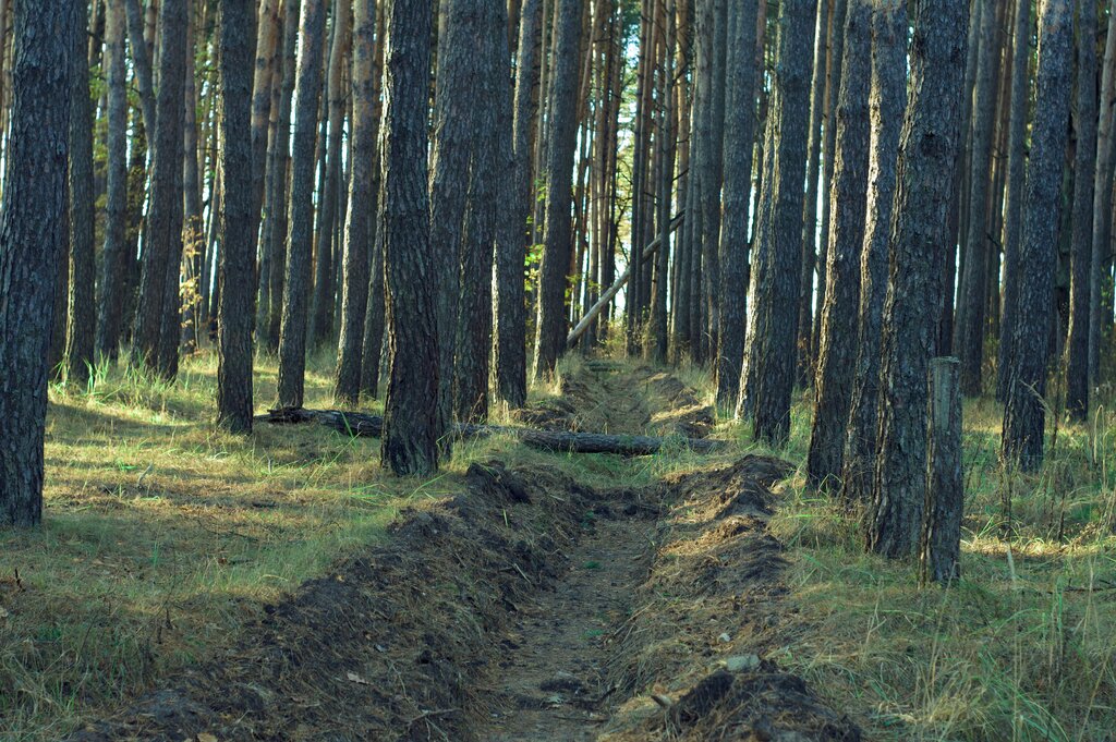 Orman лес Барсучья Грива, Brianskaya oblastı, foto