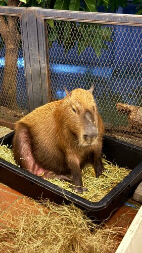 Capybara Cafe, cafe, Mueang Phuket, Wirat Hong Yok Road, 2/4 — Yandex Maps