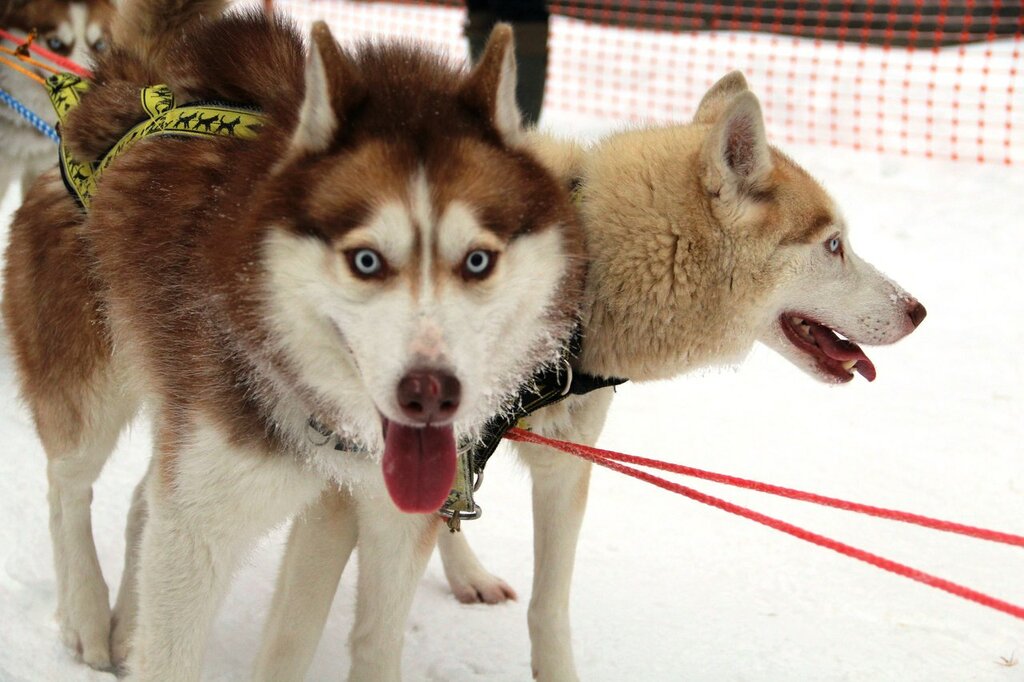 Hayvanat bahçesi merkezi Хаски-парк Вольный ветер, Vologodskaya oblastı, foto