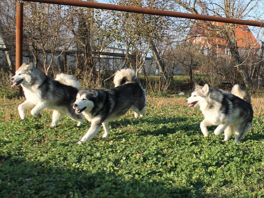 Tarım firmaları Lph Mamedova N. A., Krasnodarski krayı, foto