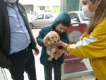 Efe Veteriner Kliniği (Antalya, Finike, Yeni Mah., 540. Sok., 34), veteriner klinikleri  Finike'den