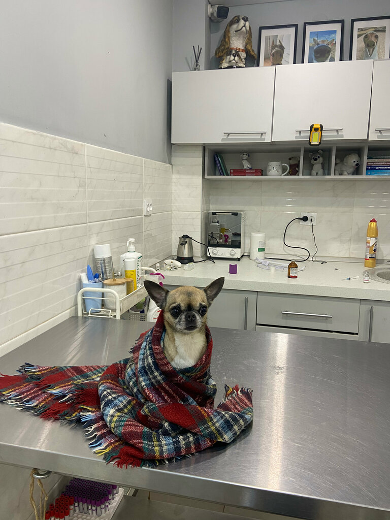 Veteriner klinikleri AlaDu, Suhum, foto