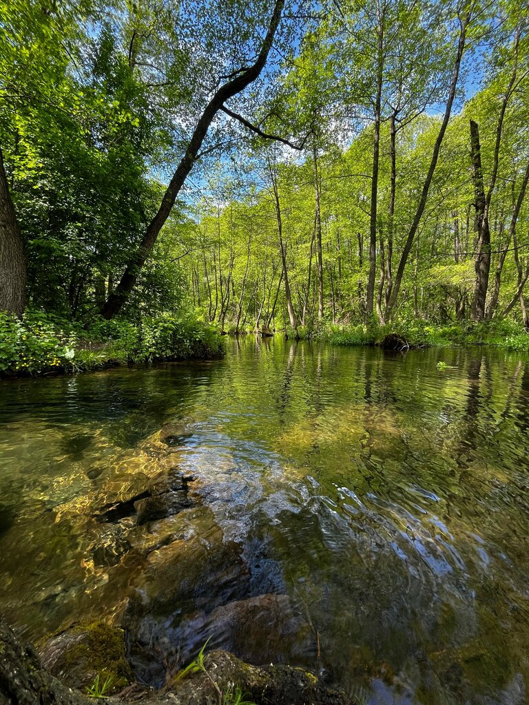 Pınar, çay Родник Отрог, Rostovskaya oblastı, foto