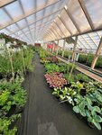 Тепличное хозяйство Невьянск (ulitsa Lenina No:104), seracılık  Nevyansk'tan
