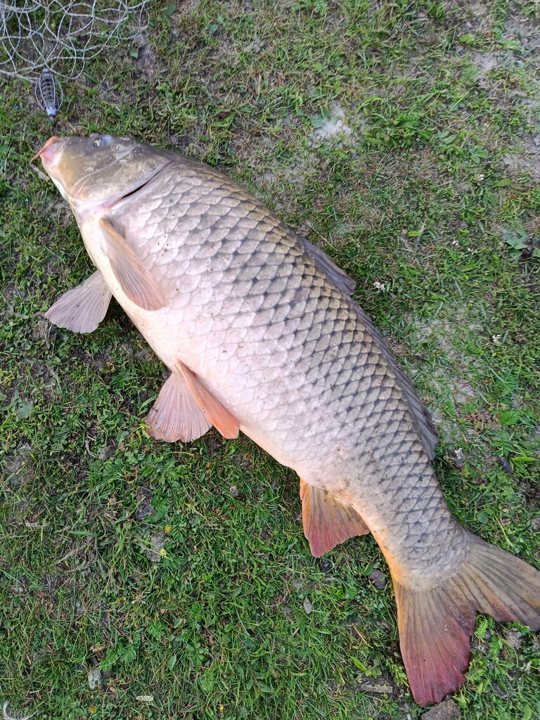 Avcılar ve balıkçılar Платная рыбалка, Ulyanovskaya oblastı, foto
