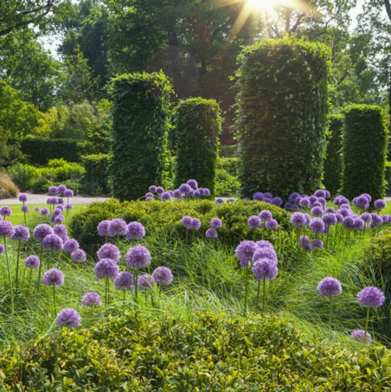 Fidan yetiştiriciliği Polat Peyzaj Fidanlığı, Silivri, foto