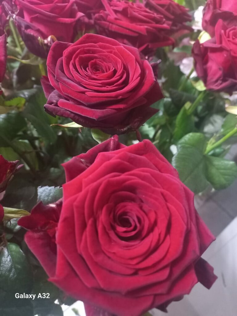 Çiçekçiler Цветы, Novorossiysk, foto